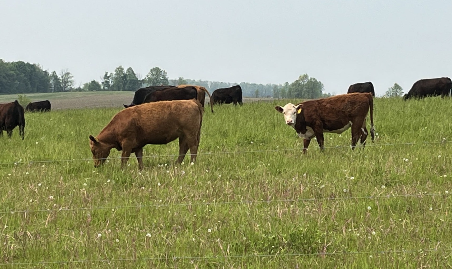 Cattle Dermatitis Outbreak Forces Tour de France Route Change